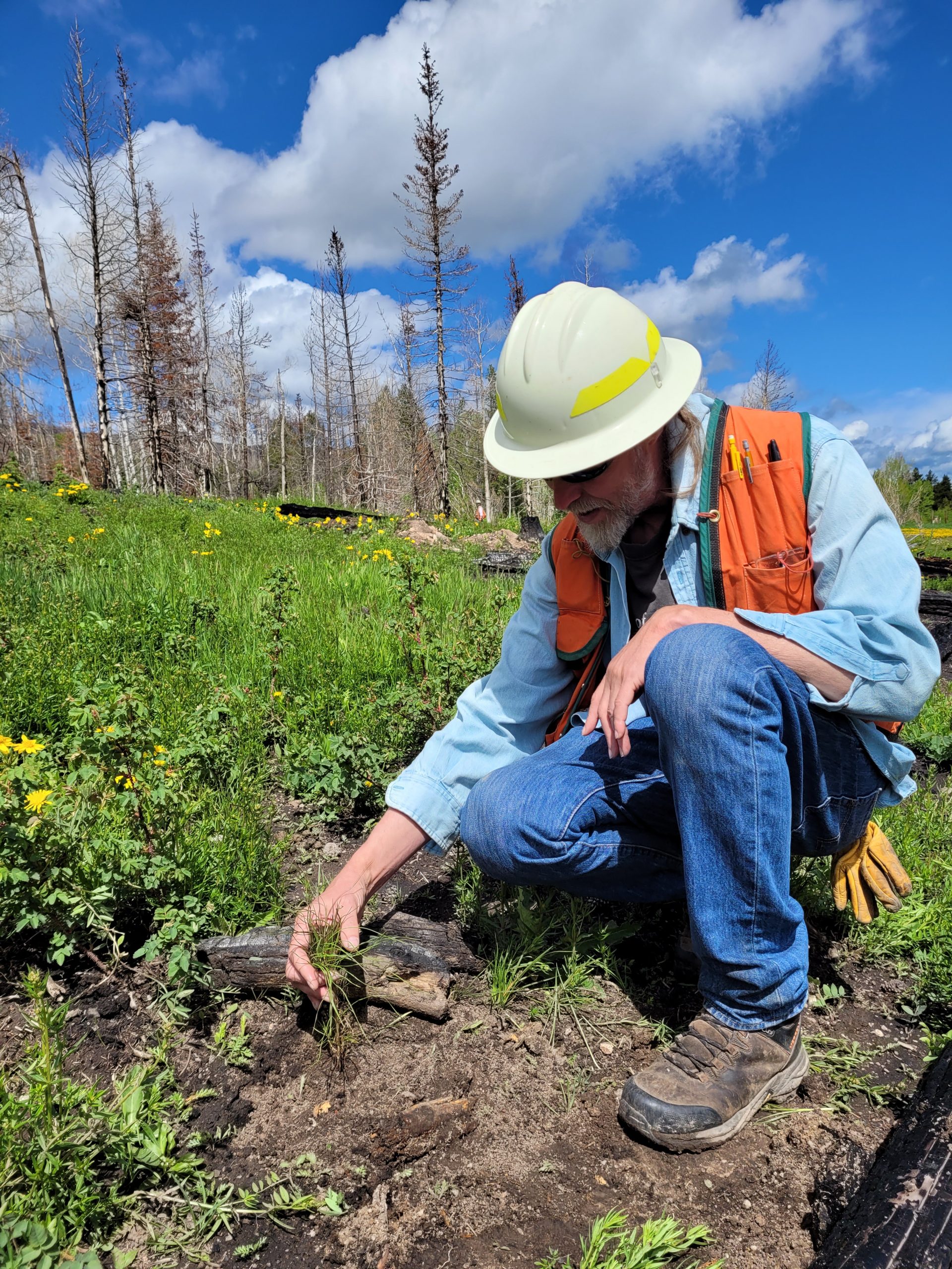 Volunteers help with Muddy Slide Fire reforestation efforts ...